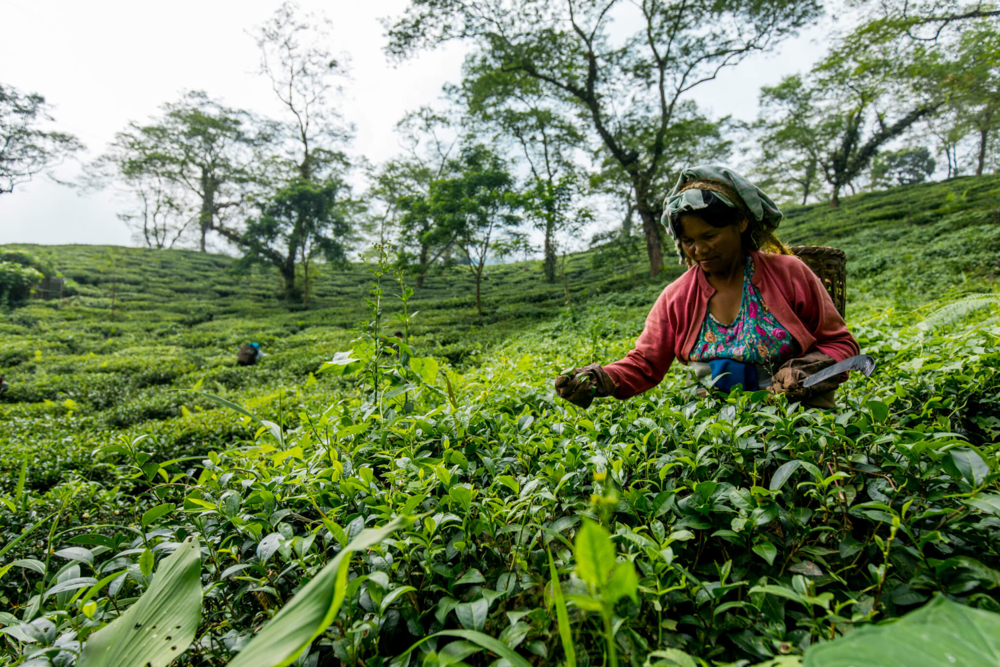 Yauatcha | A Guide to Tea