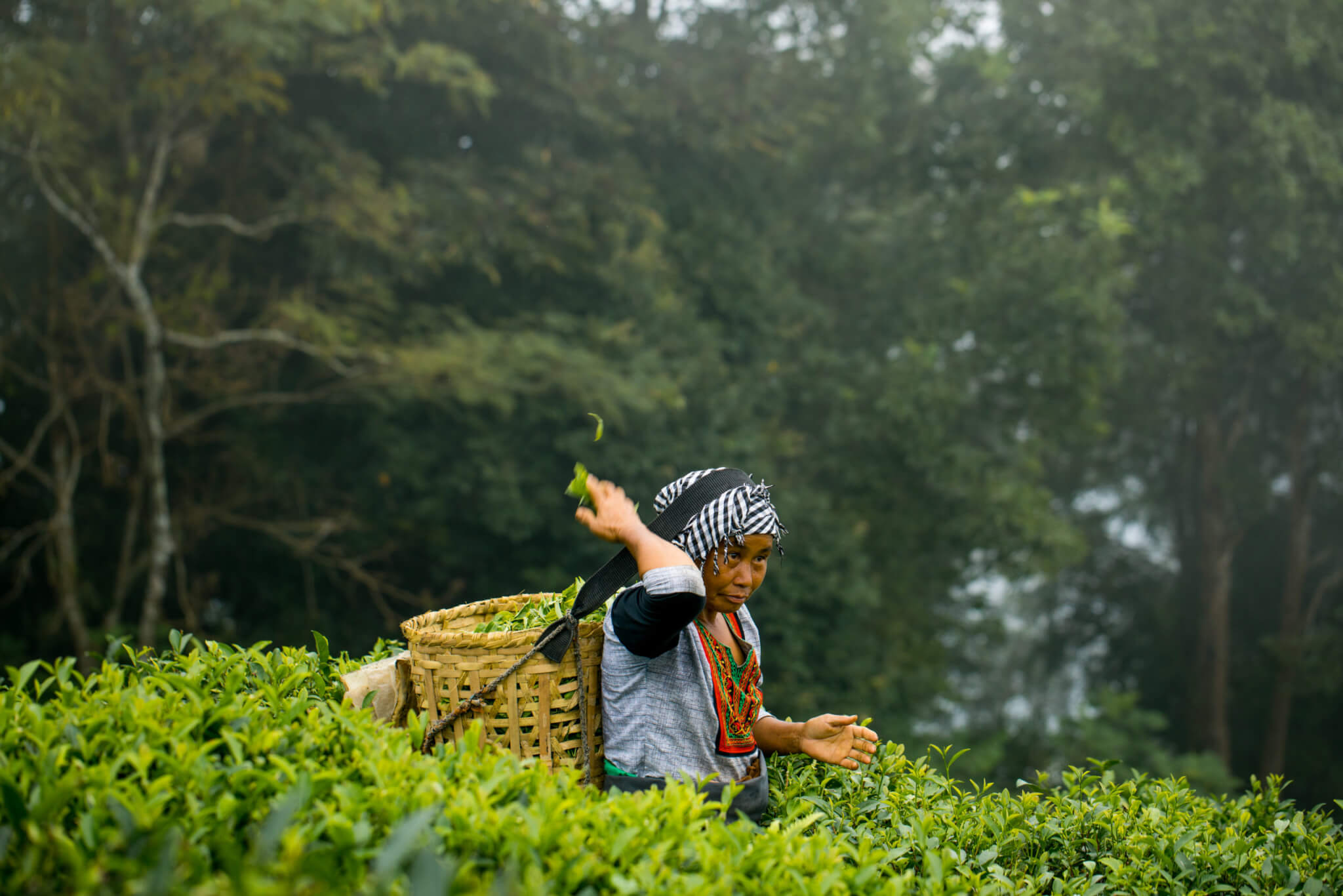 Yauatcha | A Guide to Tea